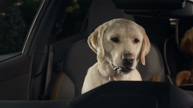 On Repeat (Spanish) | Subaru Dog Tested TV Commercial - Carros A-Z